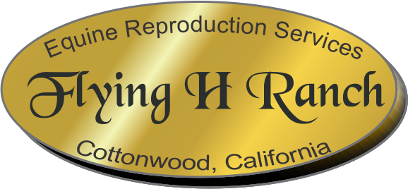 Services at the Flying H Ranch