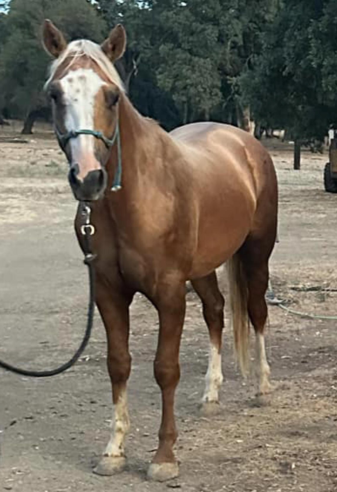 AQHA #6,091,558